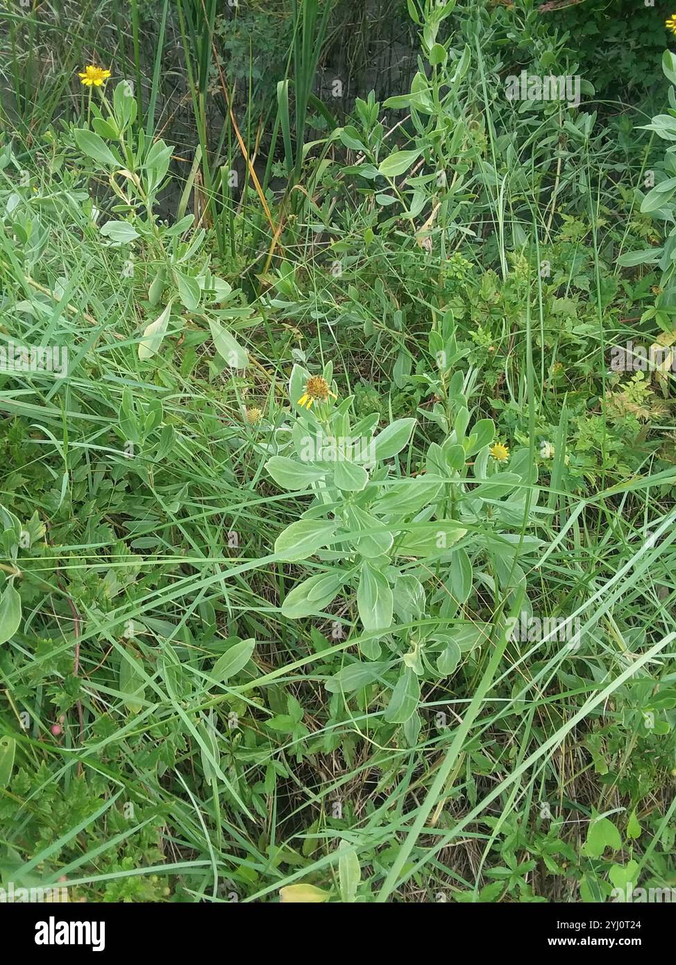 sea ox-eye (Borrichia frutescens Stock Photo - Alamy