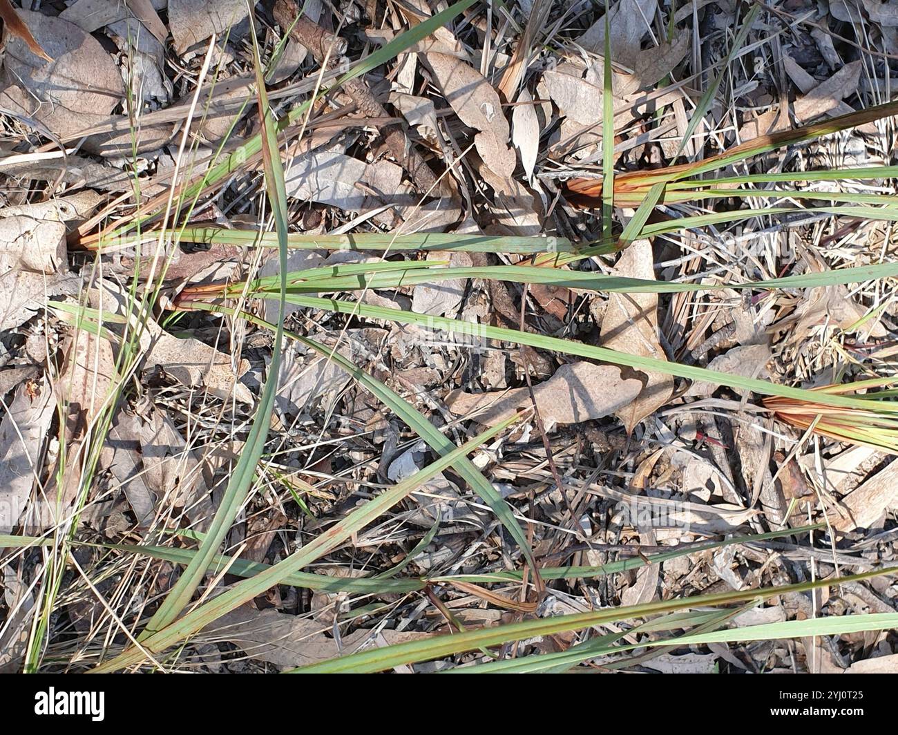 Blueberry Lily (Dianella revoluta Stock Photo - Alamy