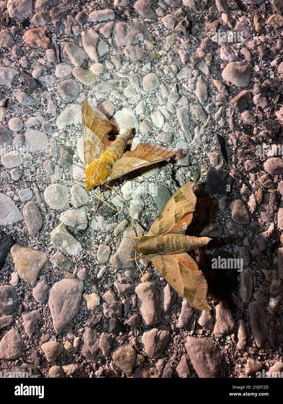 Azalea sphinx hi-res stock photography and images - Alamy