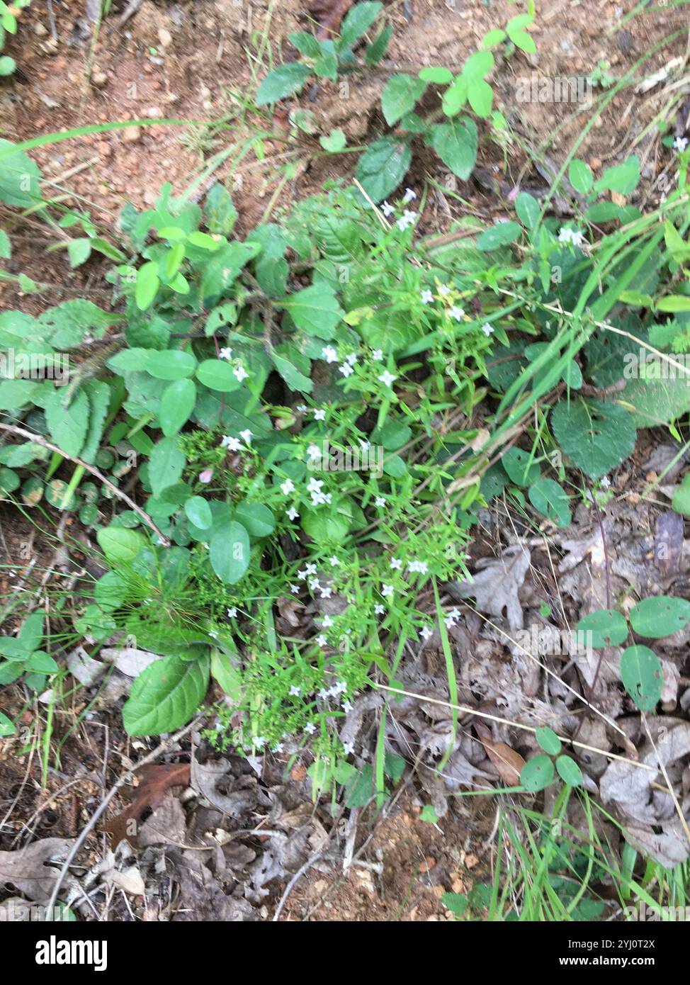 Long leaved houstonia hi-res stock photography and images - Alamy