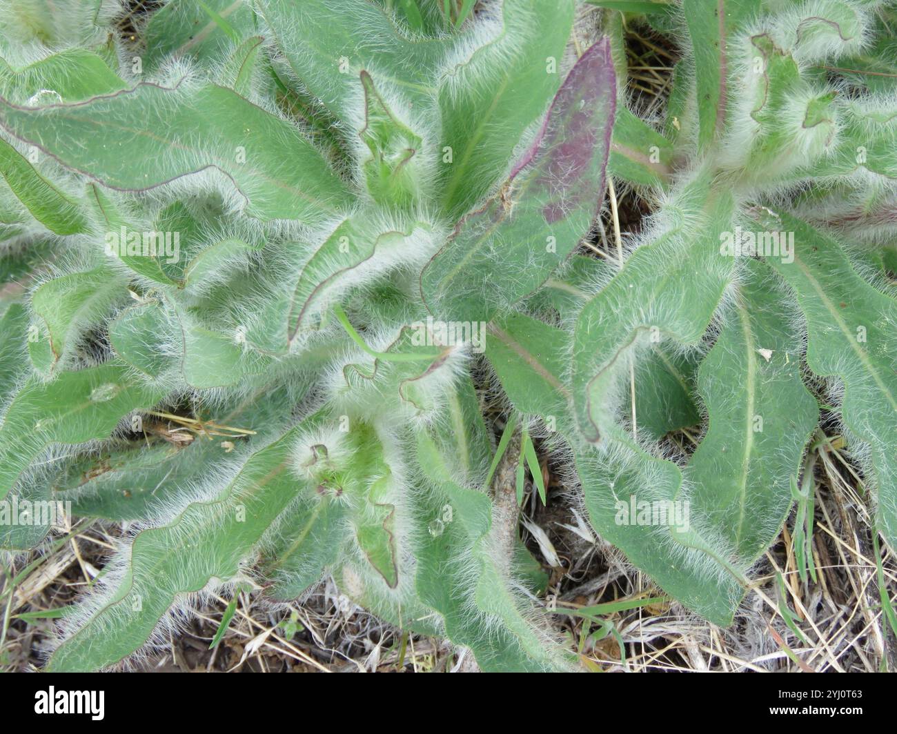 western hawkweed (Hieracium scouleri Stock Photo - Alamy