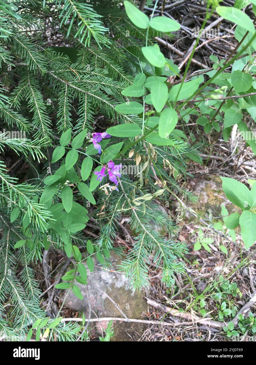 American vetch hi-res stock photography and images - Alamy