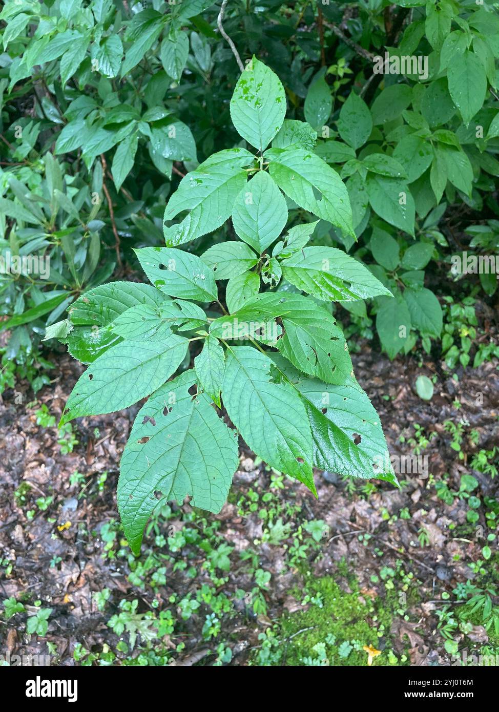 mountain sweet pepperbush (Clethra acuminata Stock Photo - Alamy
