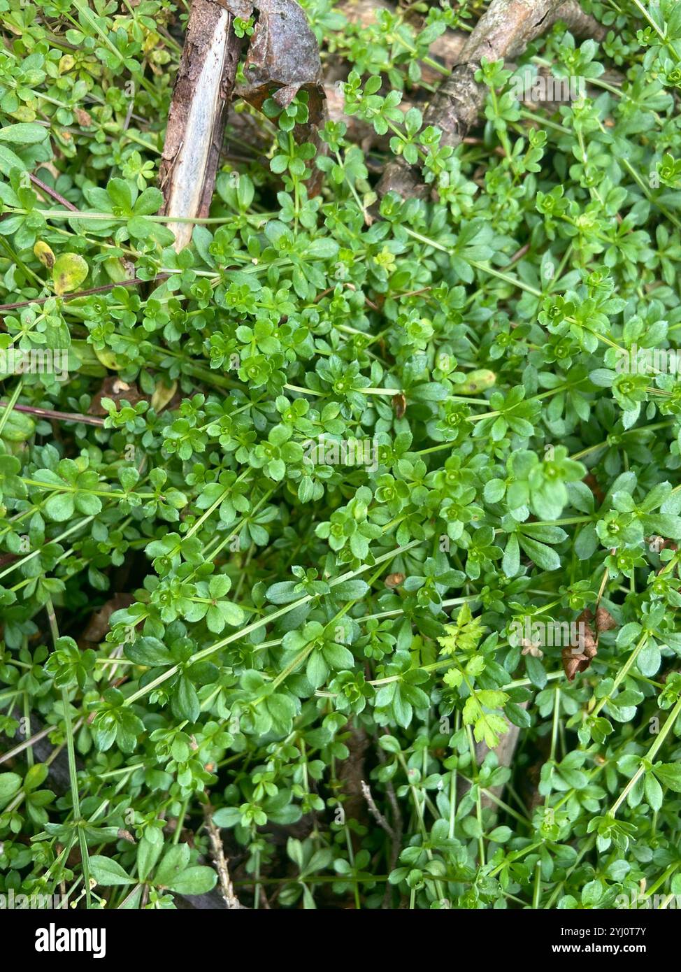 Heath Bedstraw (Galium saxatile Stock Photo - Alamy