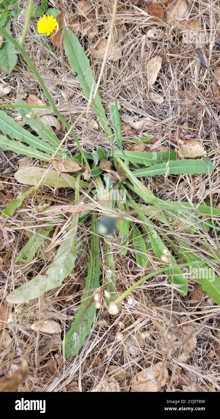 Common Cat's-ear (Hypochaeris radicata Stock Photo - Alamy