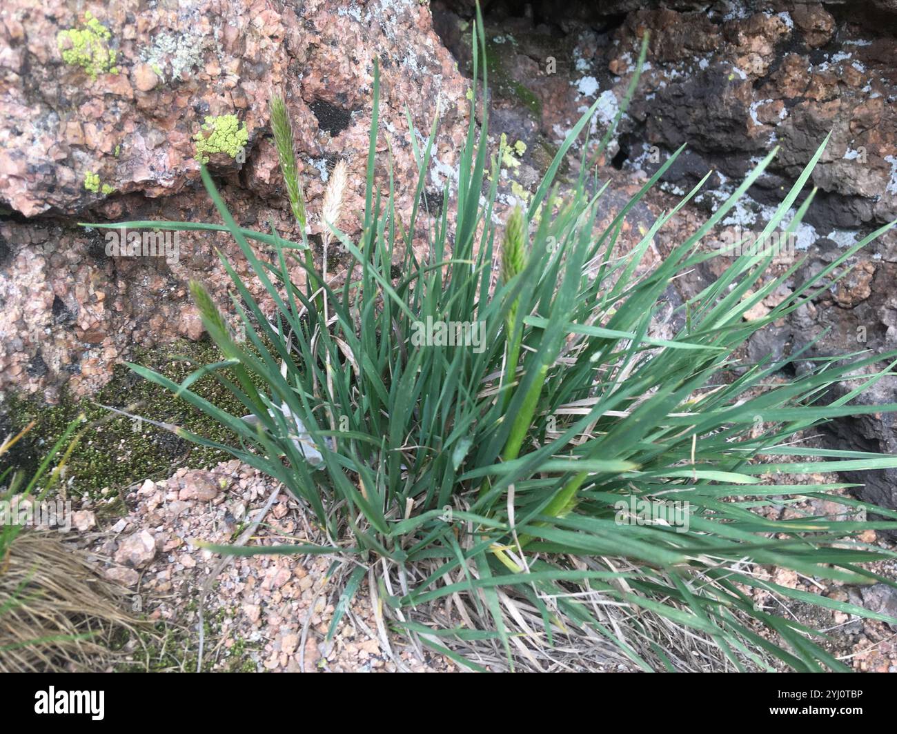 grasses, sedges, cattails, and allies (Poales Stock Photo - Alamy
