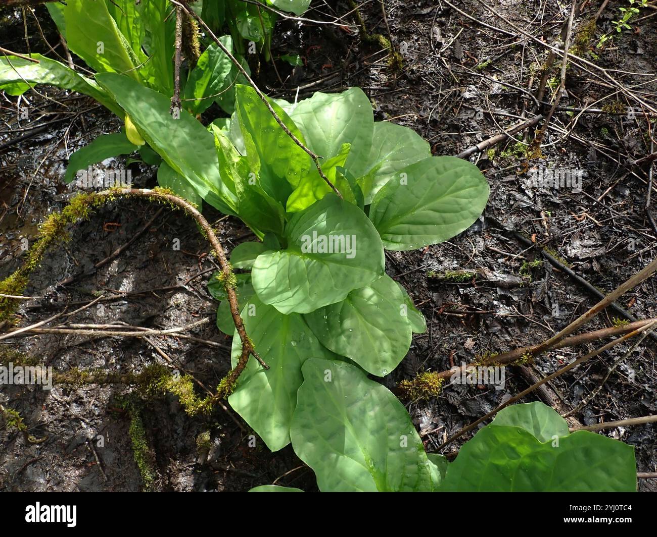 western skunk cabbage (Lysichiton americanus Stock Photo - Alamy