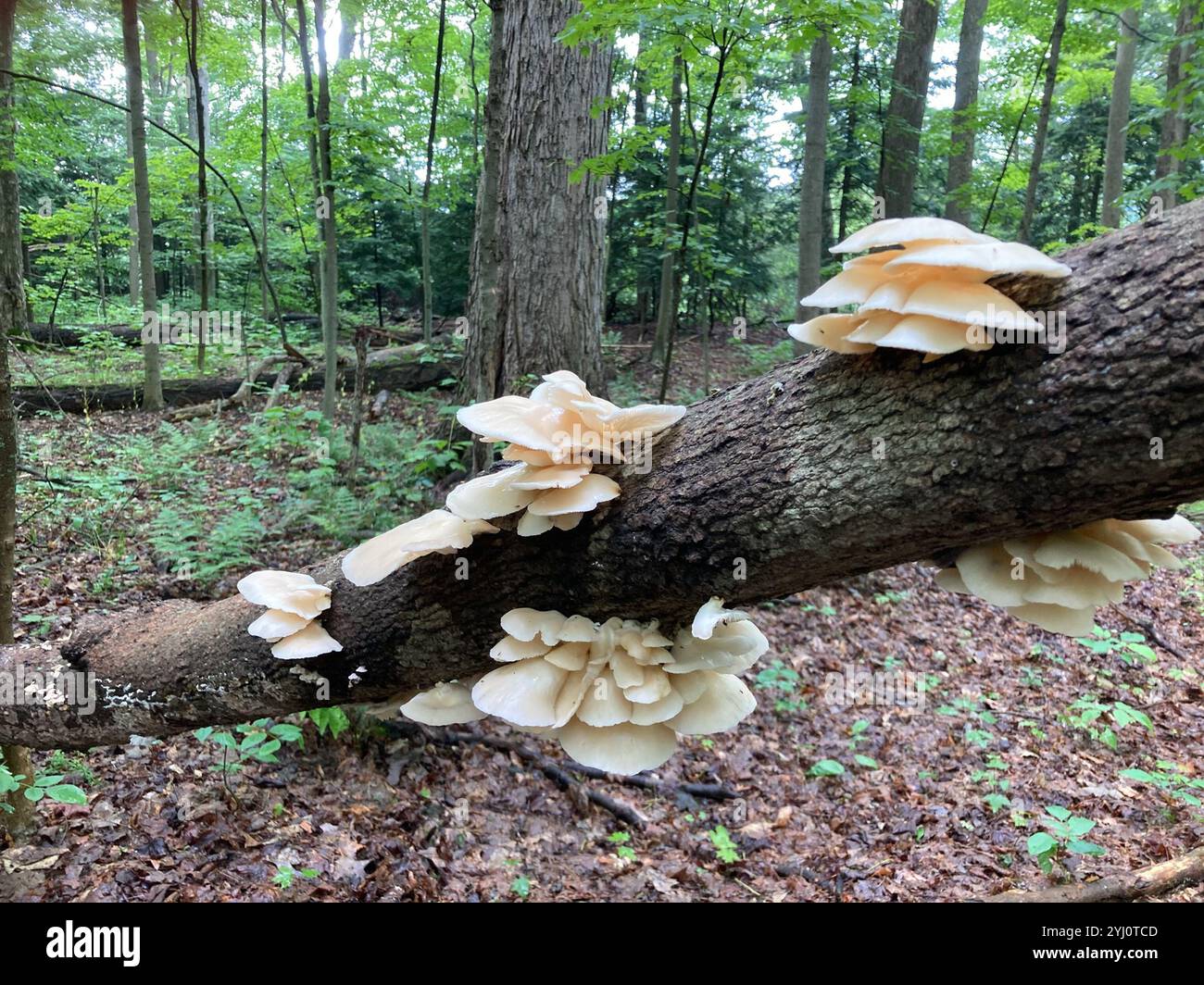 pale oyster (Pleurotus pulmonarius Stock Photo - Alamy