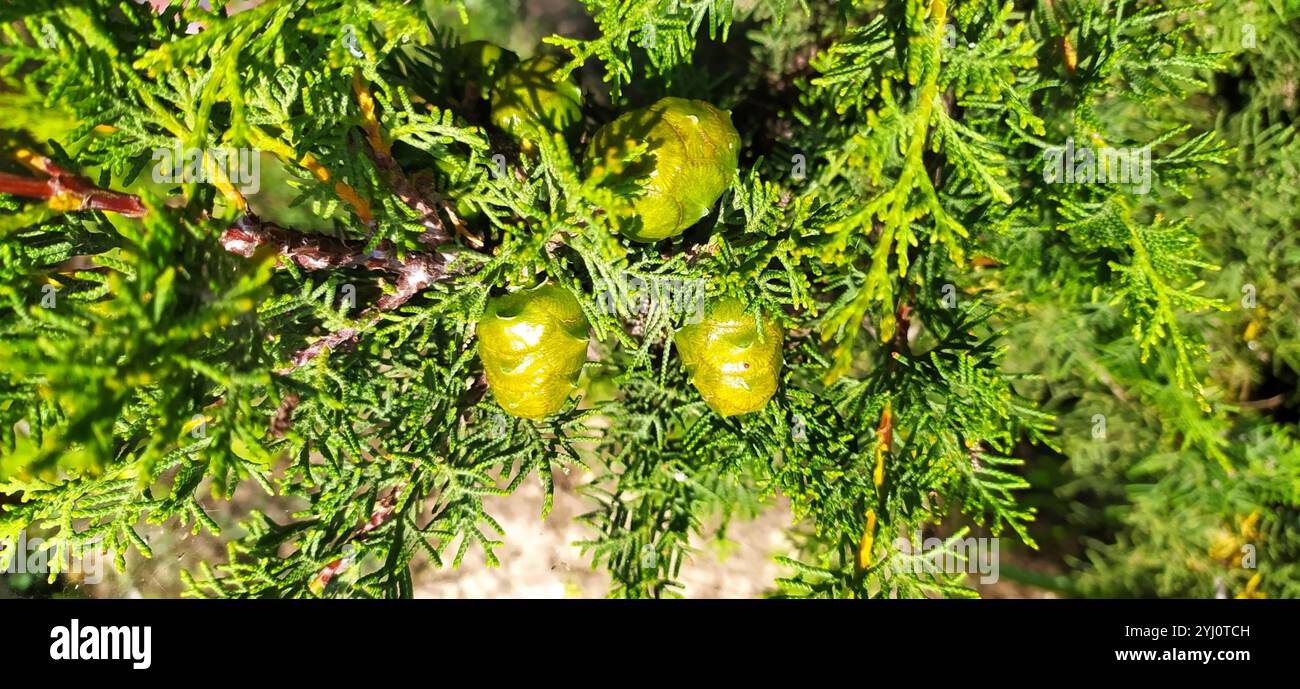 Mediterranean cypress (Cupressus sempervirens Stock Photo - Alamy