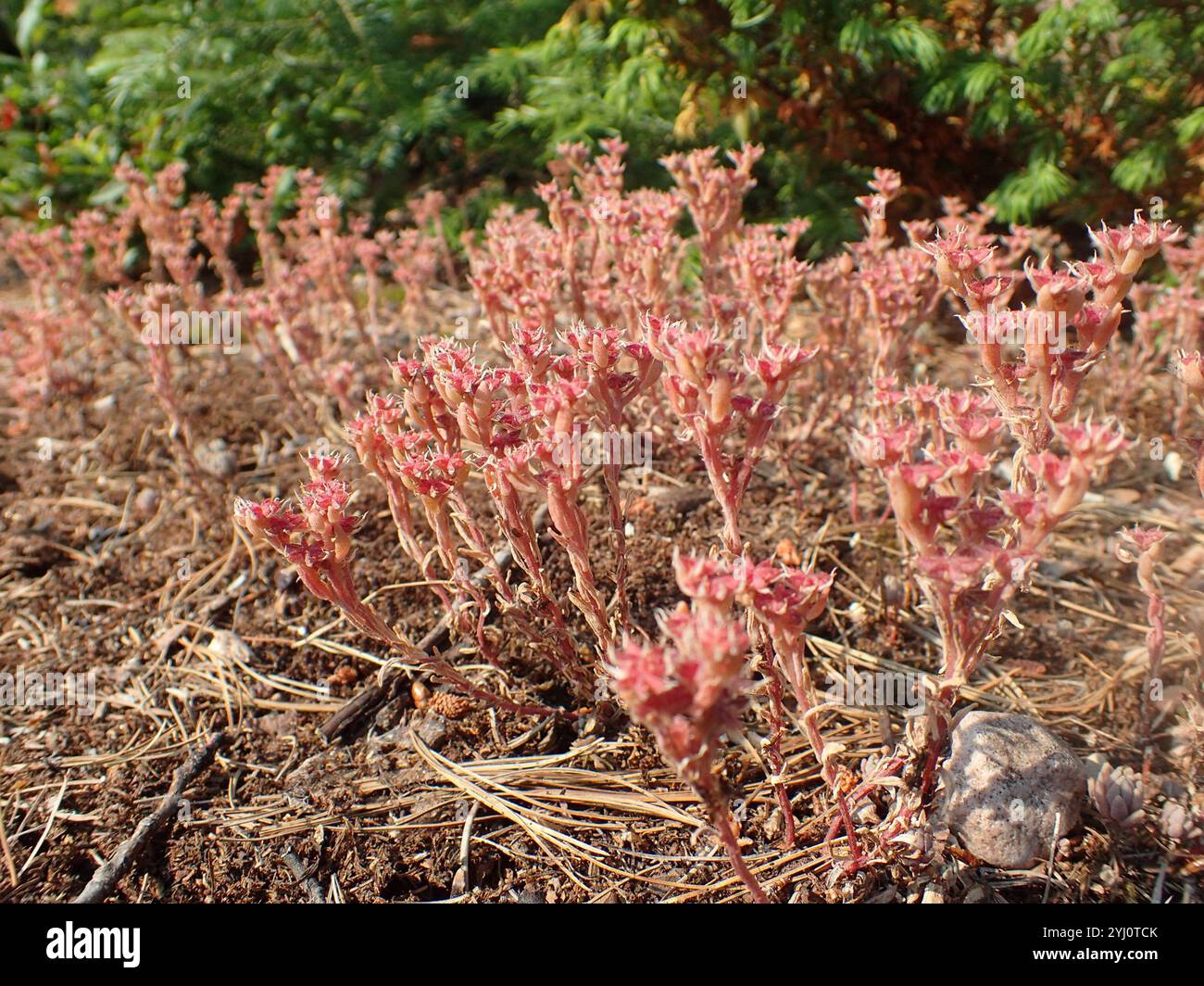 Spanish Stonecrop (Sedum hispanicum Stock Photo - Alamy