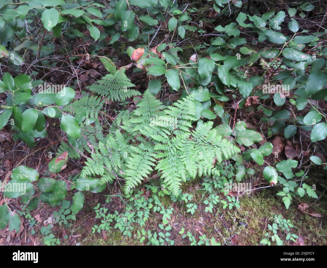 common bracken (Pteridium aquilinum Stock Photo - Alamy