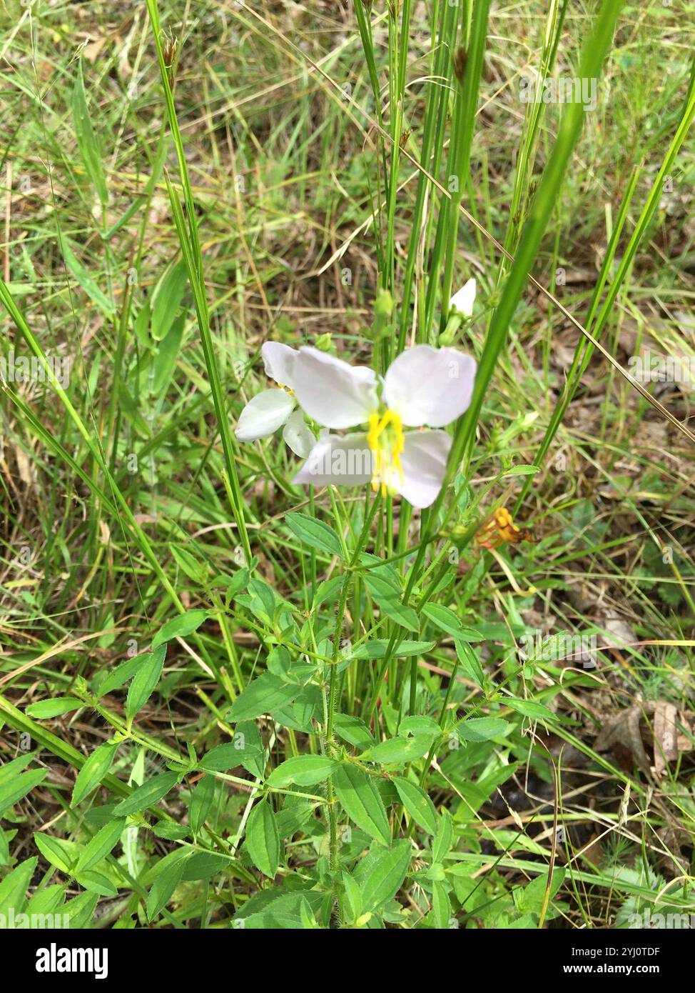 Maryland meadowbeauty (Rhexia mariana Stock Photo - Alamy