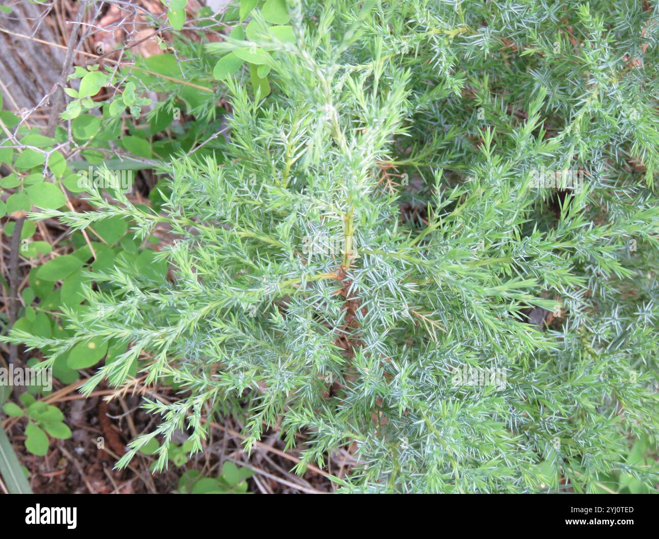 common juniper (Juniperus communis Stock Photo - Alamy