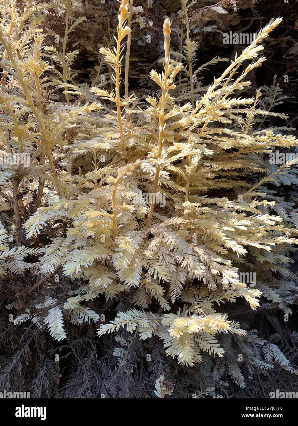 coast redwood (Sequoia sempervirens Stock Photo - Alamy