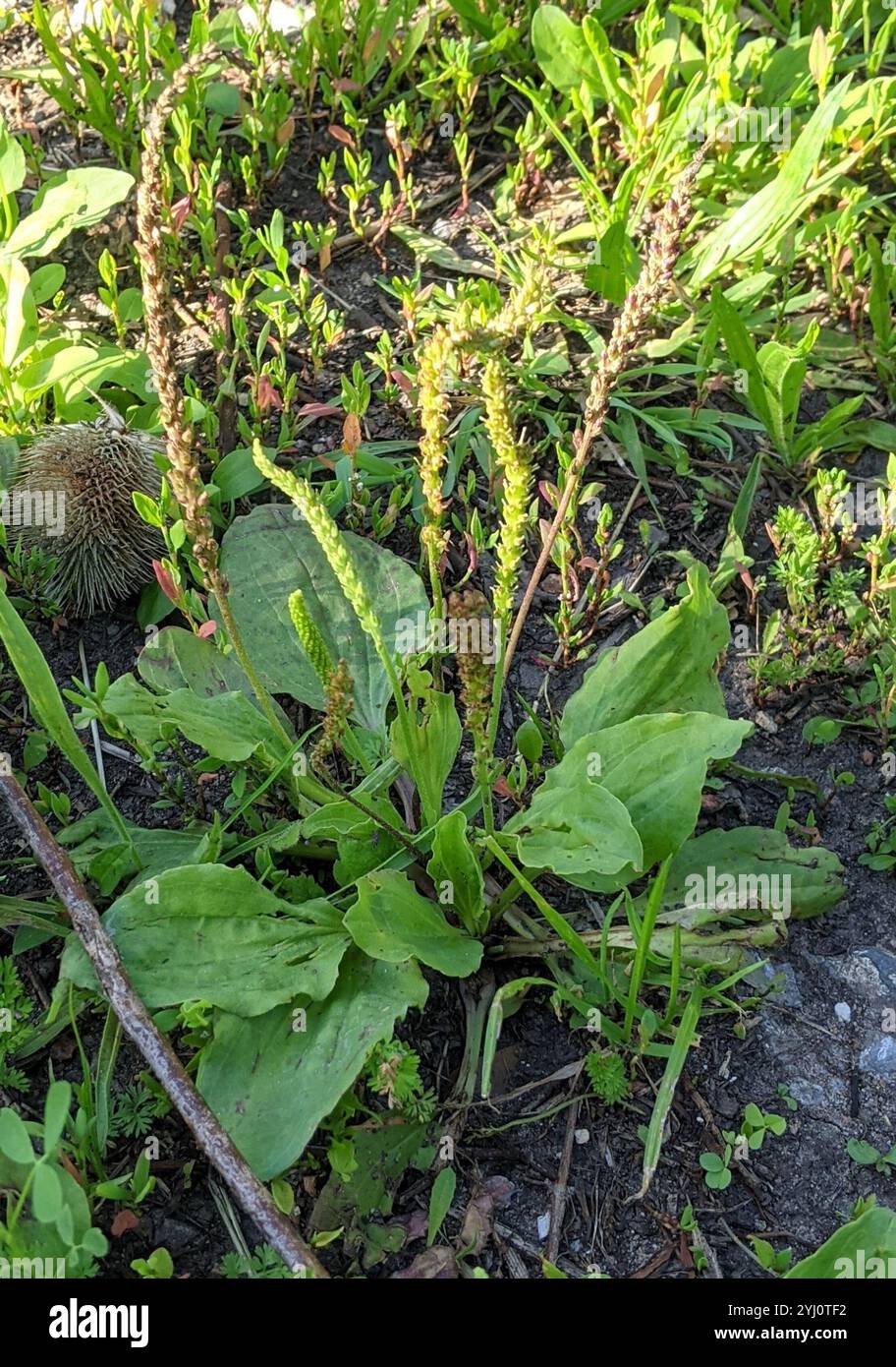 greater plantain (Plantago major Stock Photo - Alamy