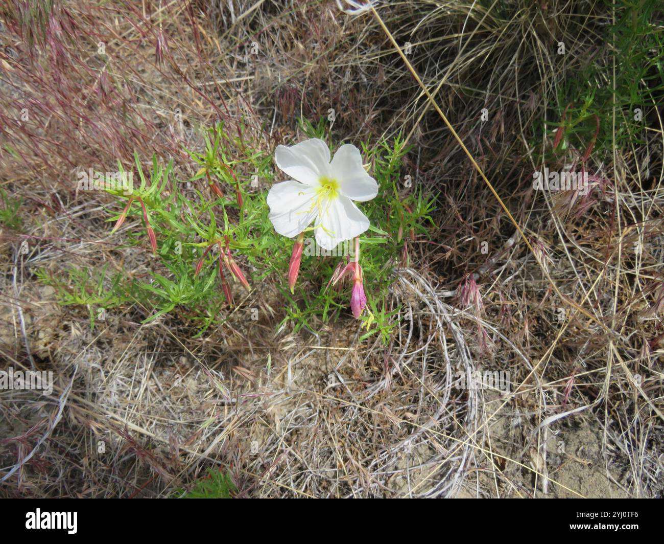 Pale Evening Primrose (Oenothera pallida Stock Photo - Alamy