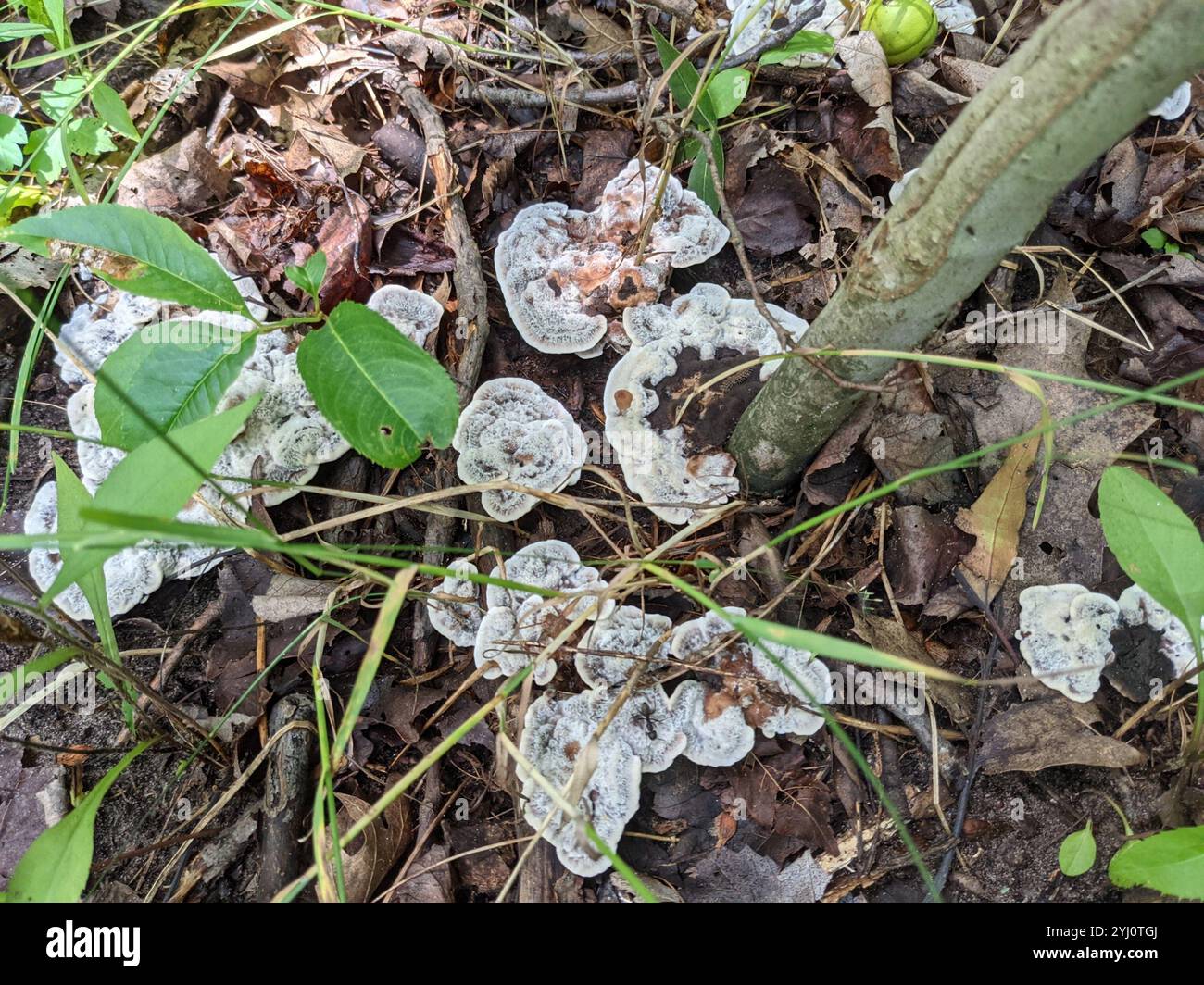 Phellodon niger hi-res stock photography and images - Alamy