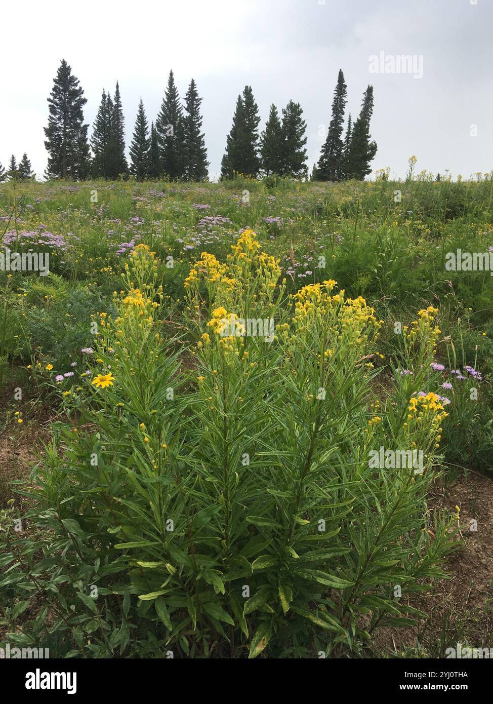 Tall Ragwort (Senecio serra Stock Photo - Alamy