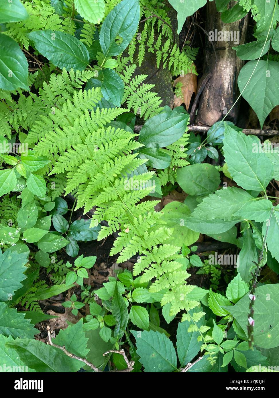 bulblet fern (Cystopteris bulbifera Stock Photo - Alamy