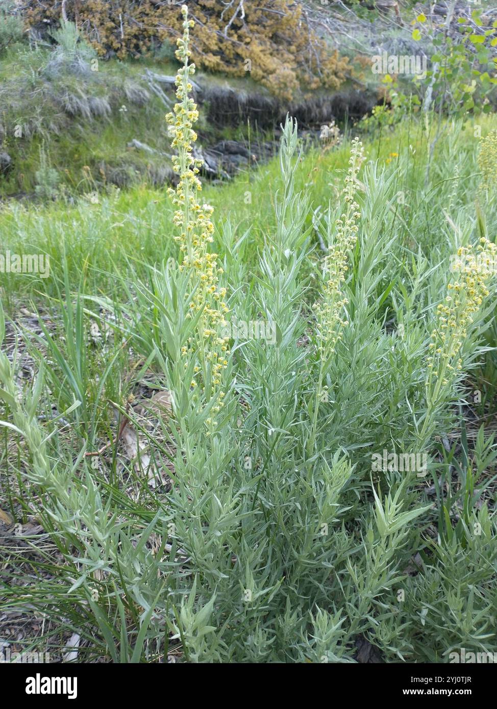 lemon sagewort (Artemisia michauxiana Stock Photo - Alamy