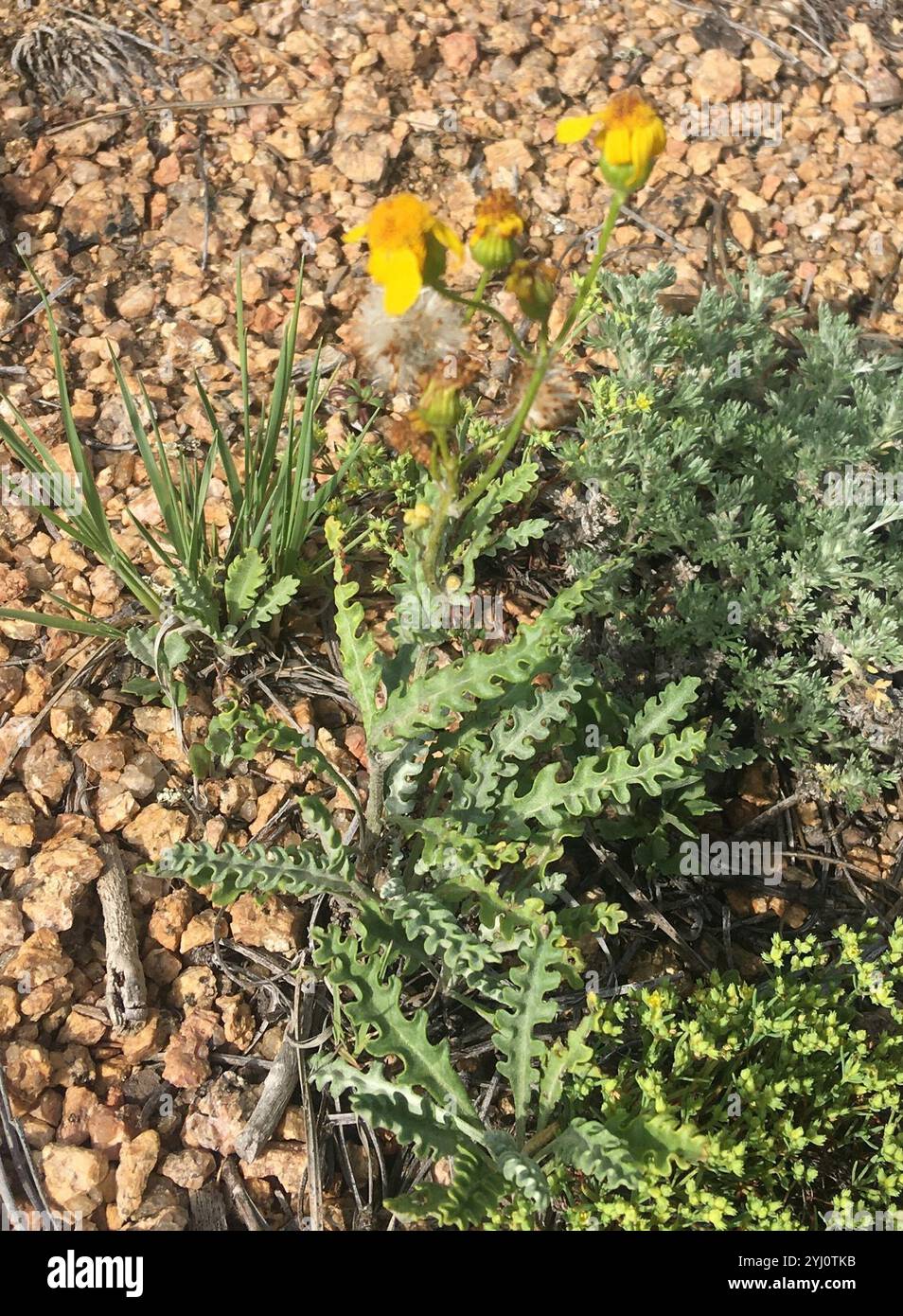 Lobeleaf Groundsel (Packera multilobata Stock Photo - Alamy