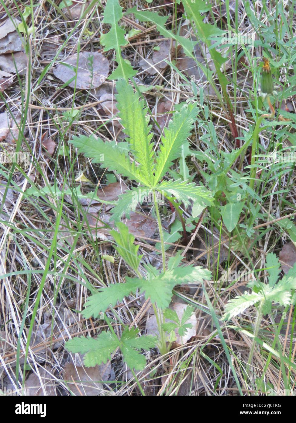 sulphur cinquefoil (Potentilla recta Stock Photo - Alamy