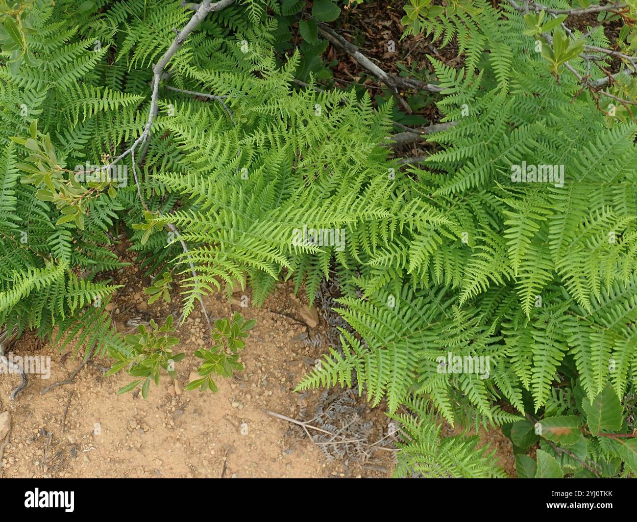 common bracken (Pteridium aquilinum Stock Photo - Alamy