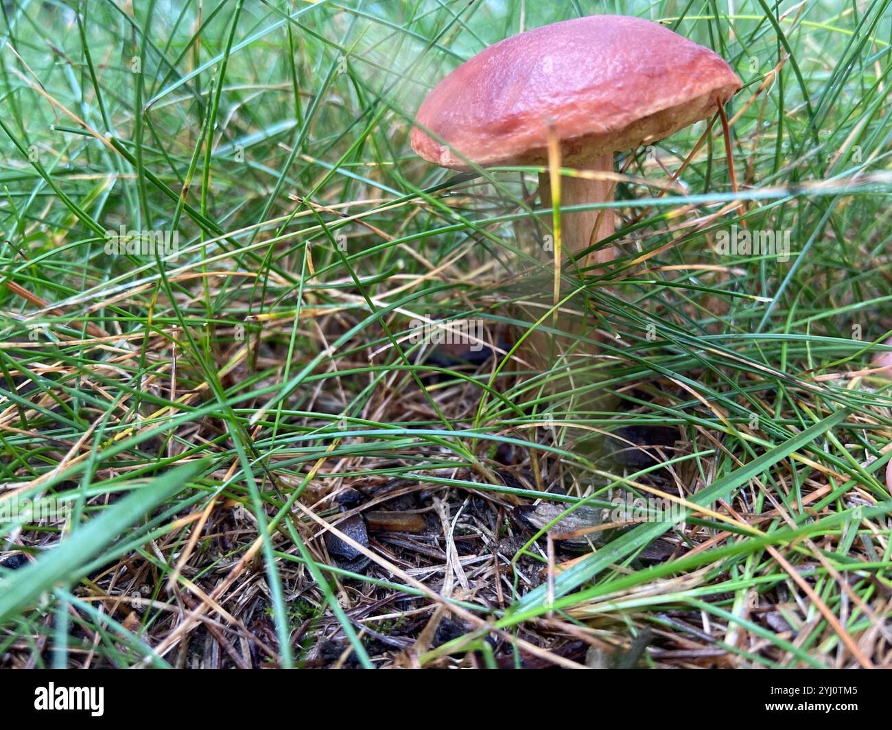 Ruby Bolete (Hortiboletus rubellus Stock Photo - Alamy