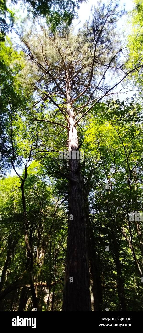 Crimean Pine (Pinus nigra pallasiana Stock Photo - Alamy
