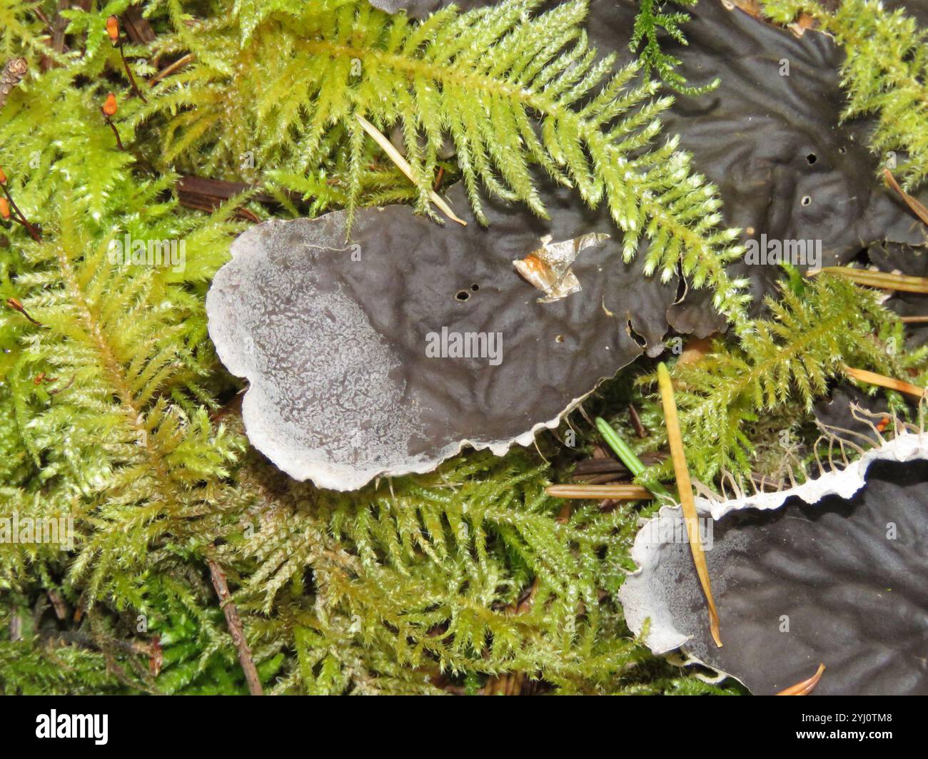 dog pelt lichen (Peltigera canina Stock Photo - Alamy