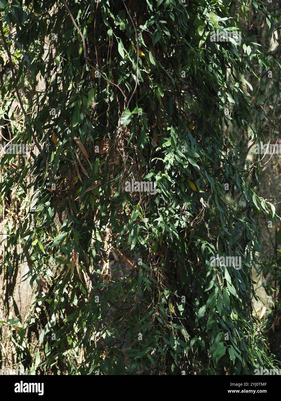 Chinese Pothos (Pothos chinensis Stock Photo - Alamy