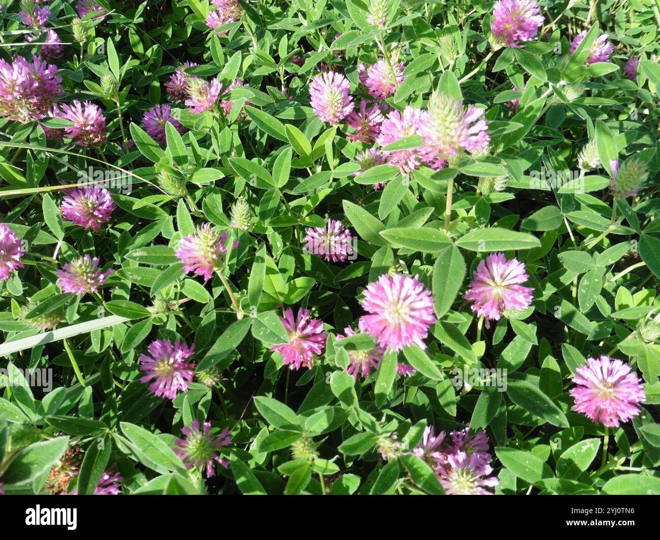 Zigzag Clover (Trifolium medium Stock Photo - Alamy