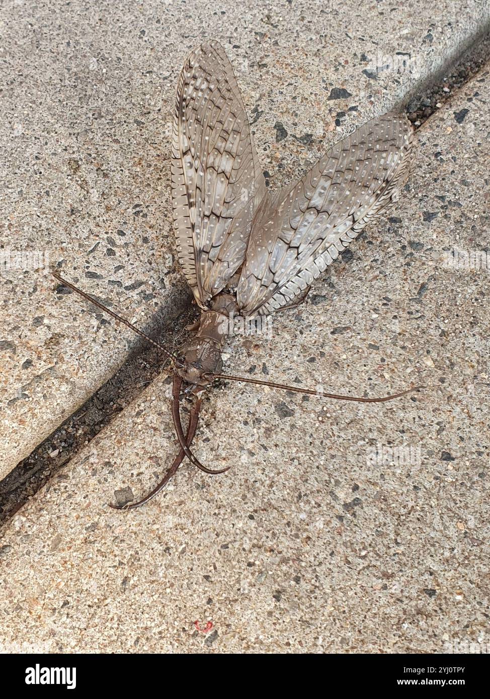 Eastern Dobsonfly (Corydalus cornutus Stock Photo - Alamy