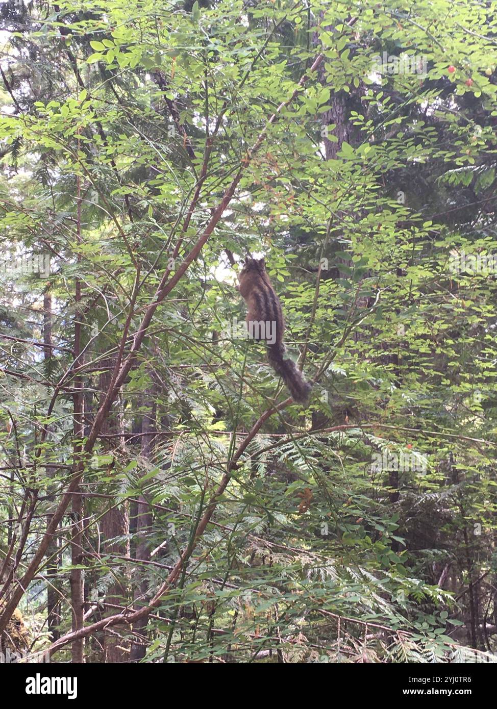 Townsend's Chipmunk (Neotamias townsendii Stock Photo - Alamy