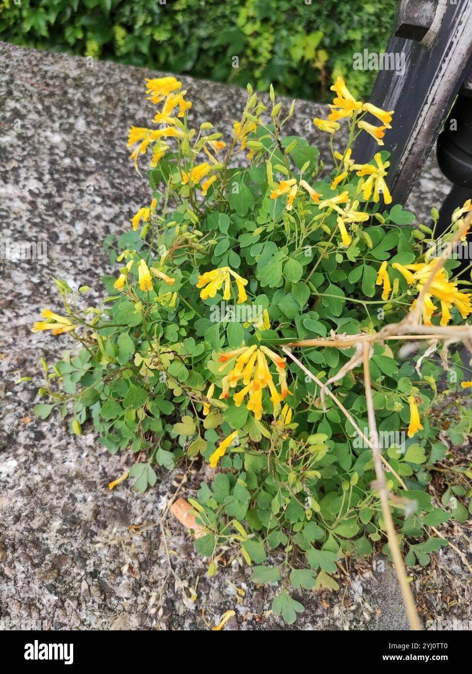 Yellow Fumitory (Pseudofumaria lutea Stock Photo - Alamy