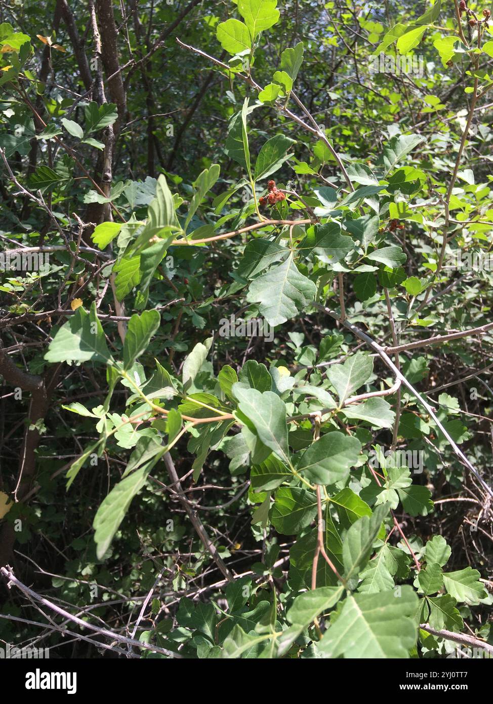fragrant sumac (Rhus aromatica Stock Photo - Alamy