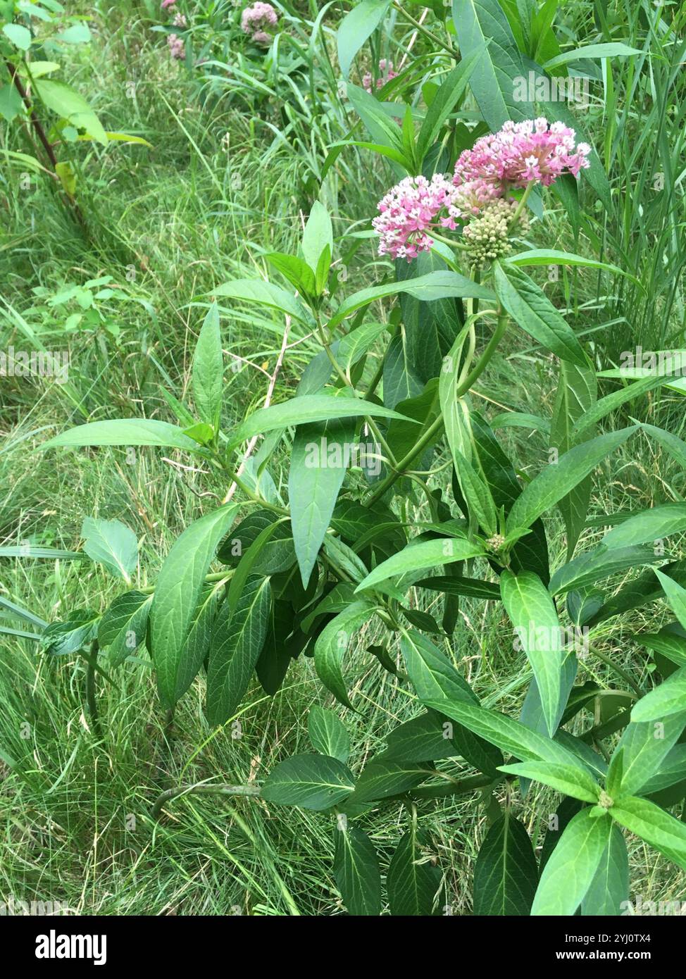 swamp milkweed (Asclepias incarnata Stock Photo - Alamy