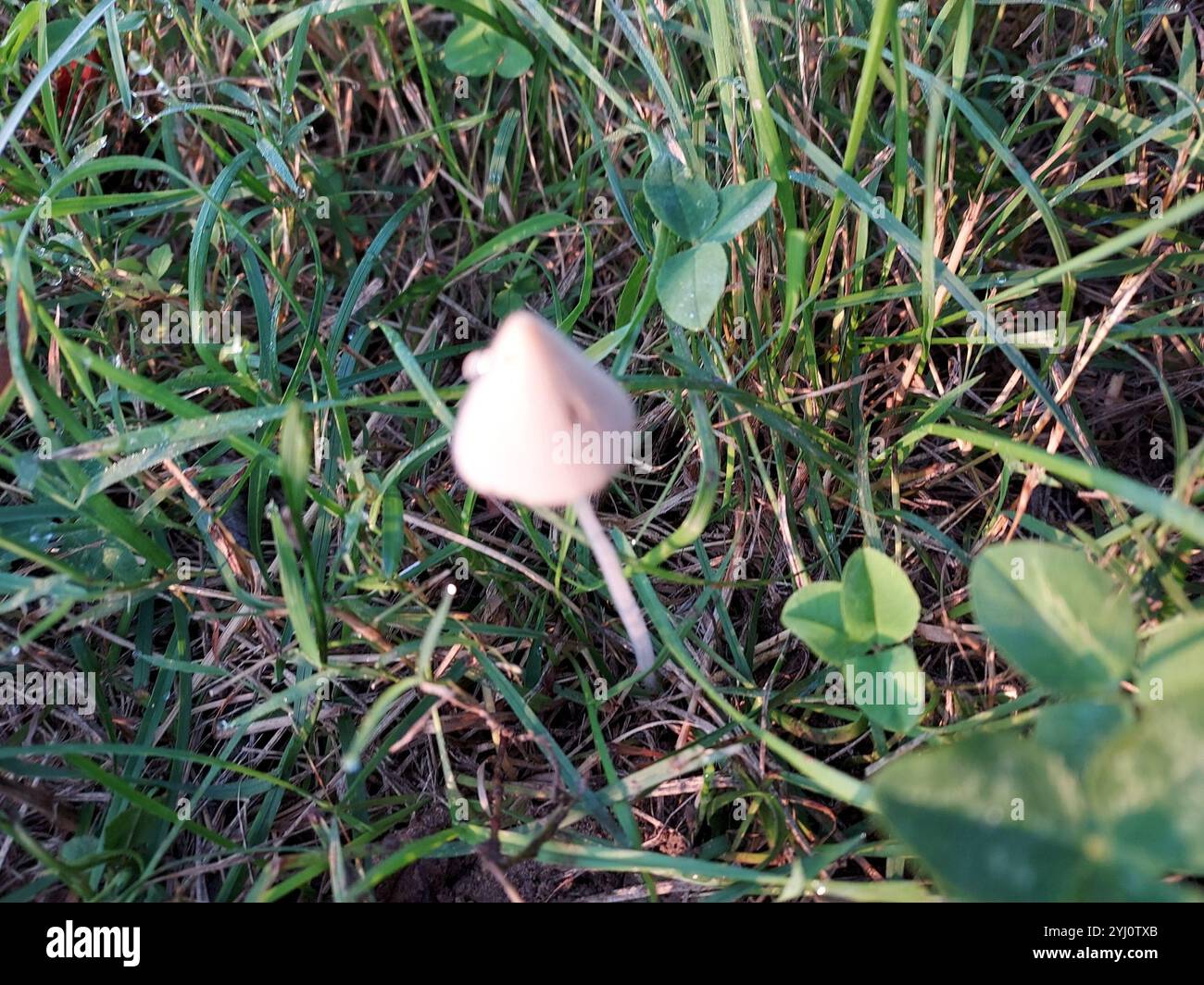 white dunce cap (Conocybe apala albipes Stock Photo - Alamy