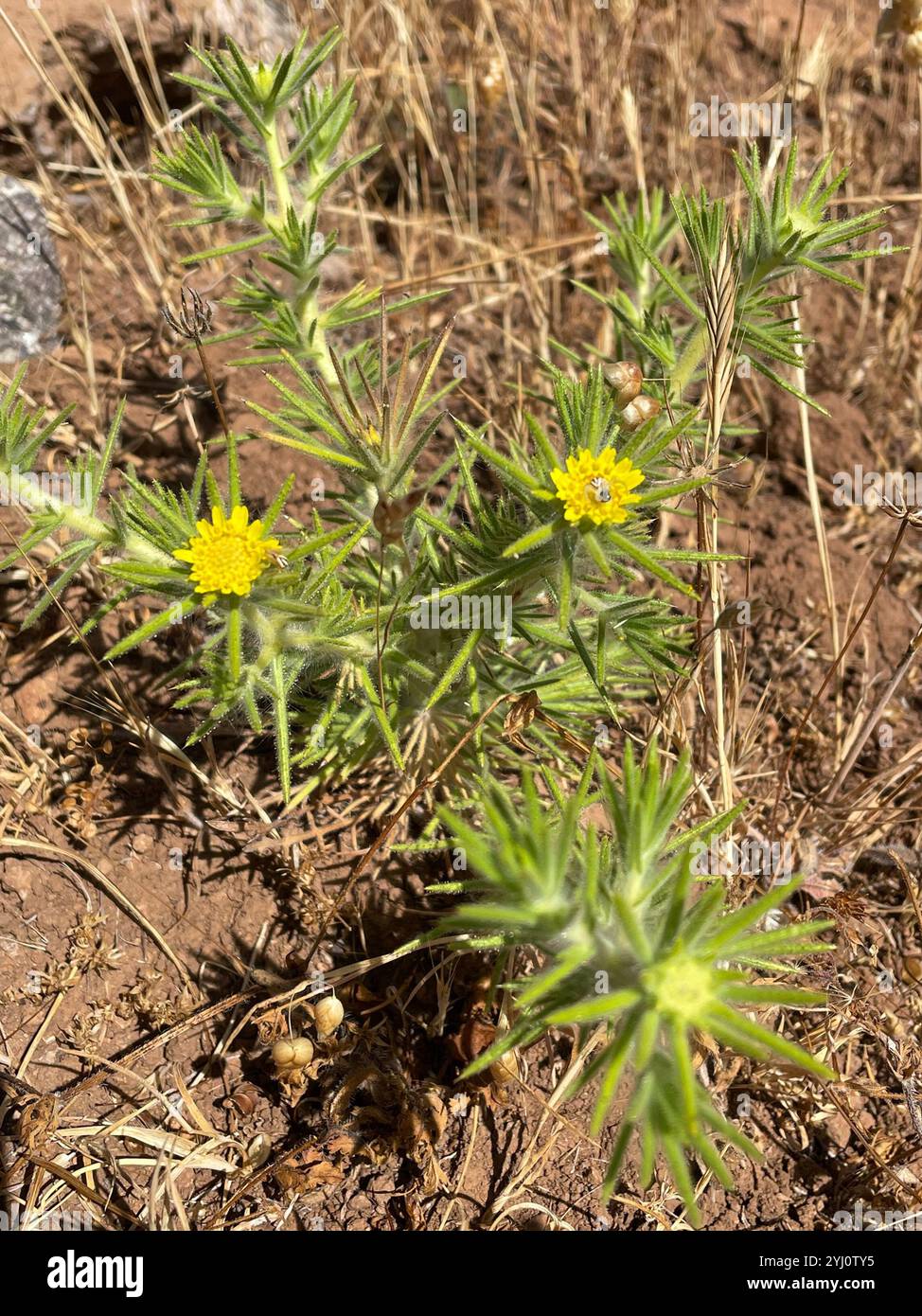 Fitchii hi-res stock photography and images - Alamy