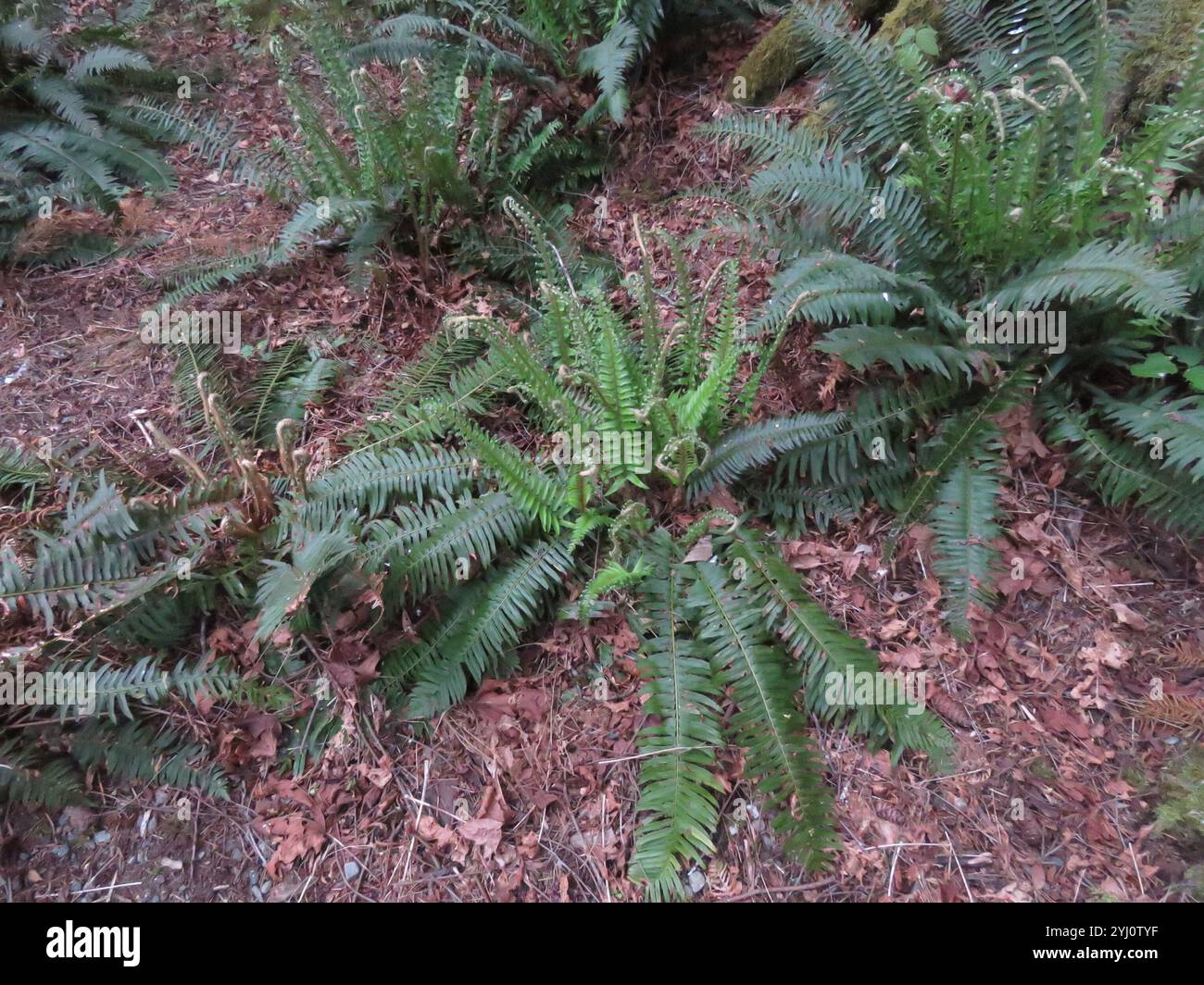 western sword fern (Polystichum munitum Stock Photo - Alamy