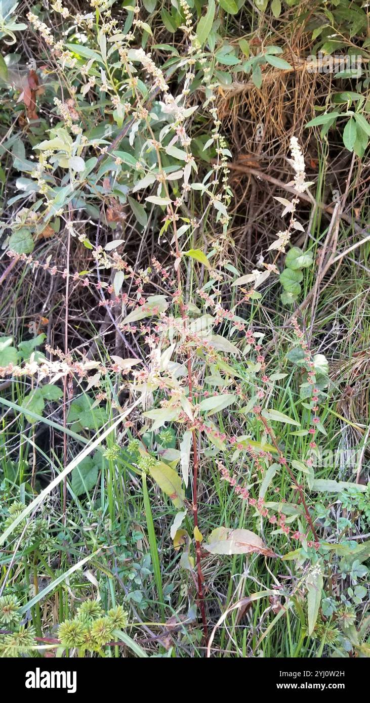 Clustered Dock (Rumex conglomeratus Stock Photo - Alamy