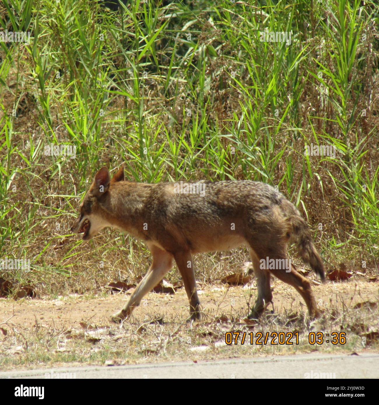 Syrian Jackal (Canis aureus syriacus Stock Photo - Alamy