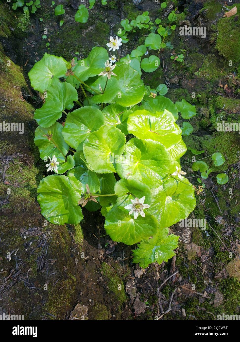 white marsh marigold (Caltha leptosepala Stock Photo - Alamy