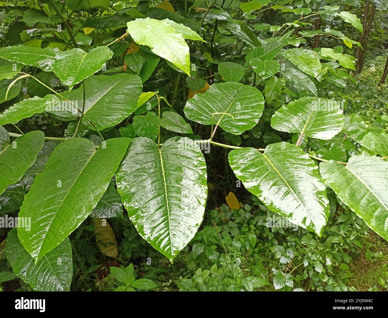 Giant Knotweed (Reynoutria sachalinensis Stock Photo - Alamy