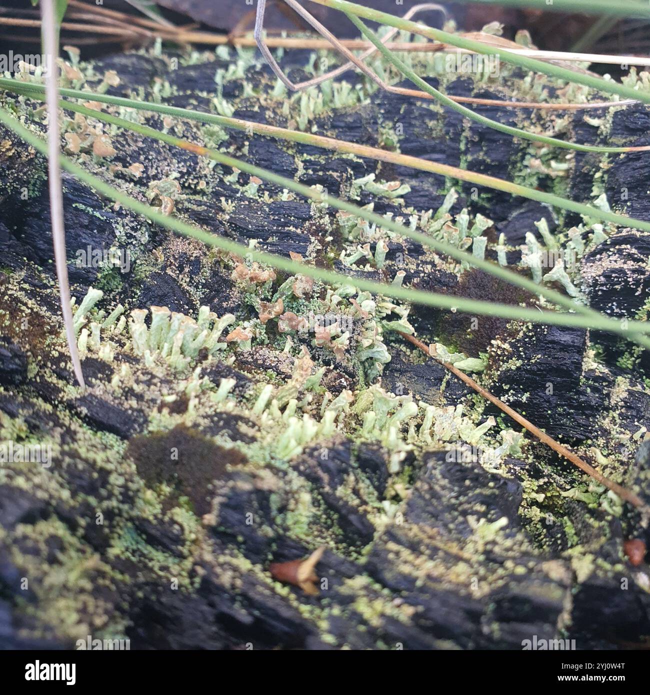 spindles and structured lichens (Cladoniaceae Stock Photo - Alamy