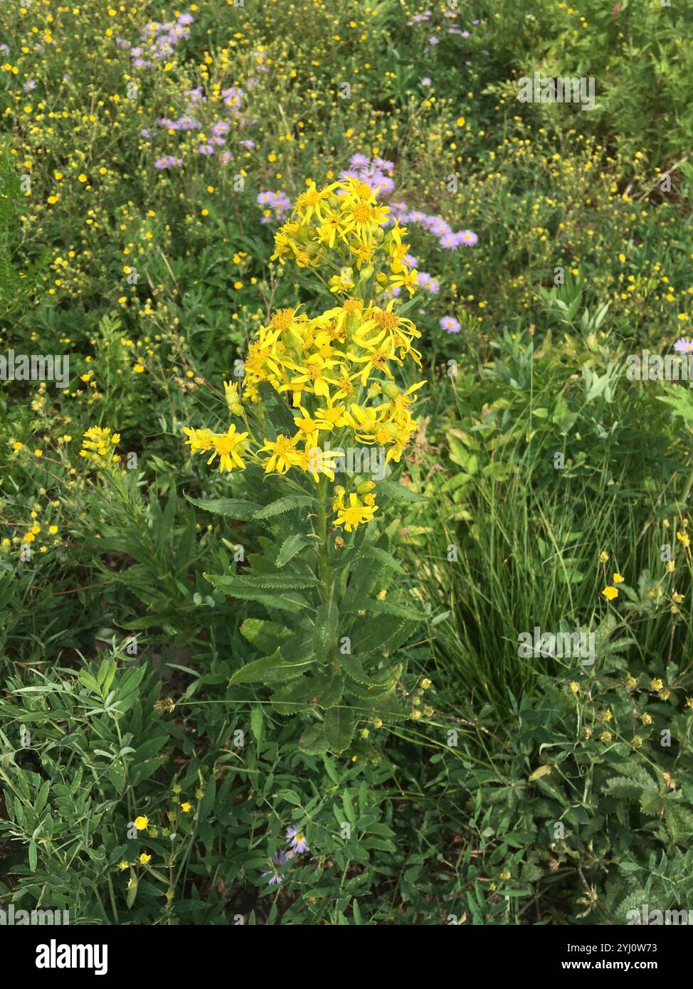 Tall Ragwort (Senecio serra Stock Photo - Alamy