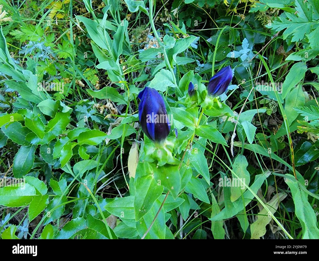 Mountain Bog Gentian (Gentiana calycosa Stock Photo - Alamy