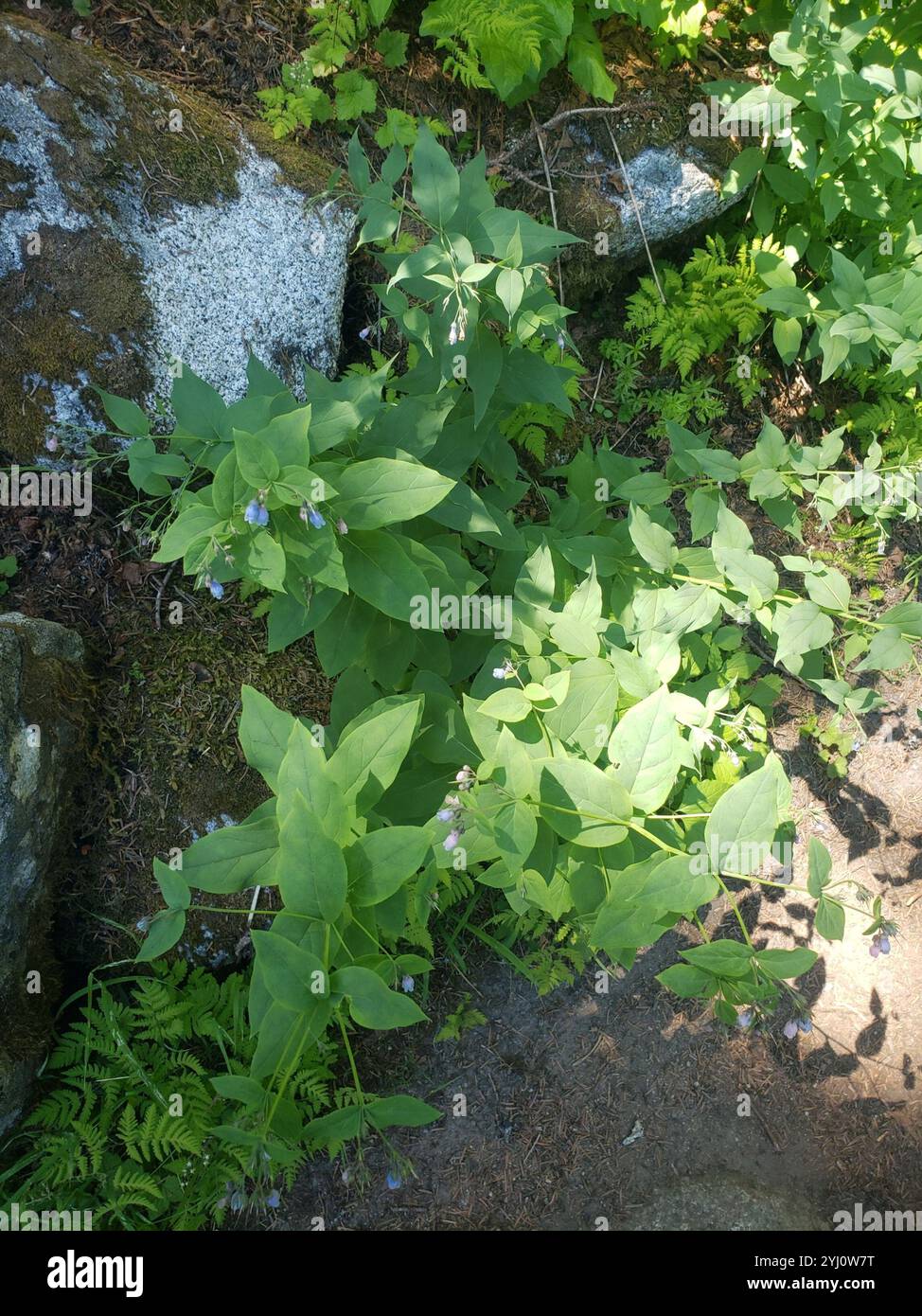 Tall Bluebell (Mertensia paniculata Stock Photo - Alamy