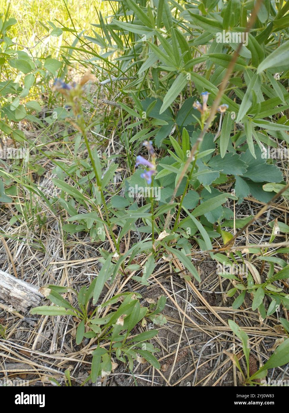 Low Beardtongue (Penstemon humilis Stock Photo - Alamy