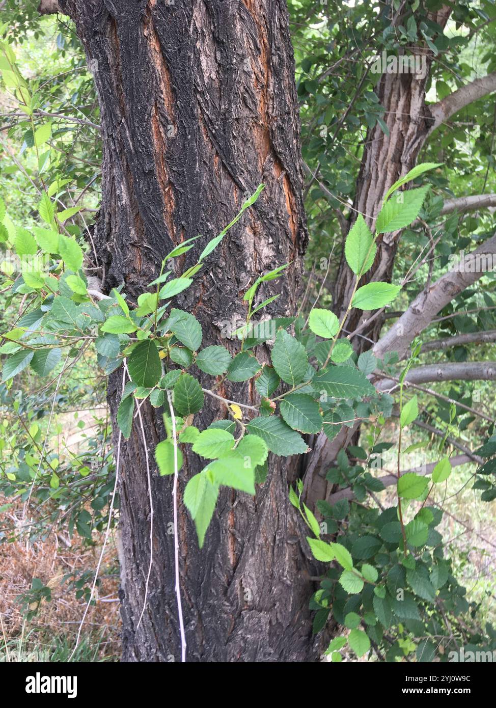 Siberian elm (Ulmus pumila Stock Photo - Alamy